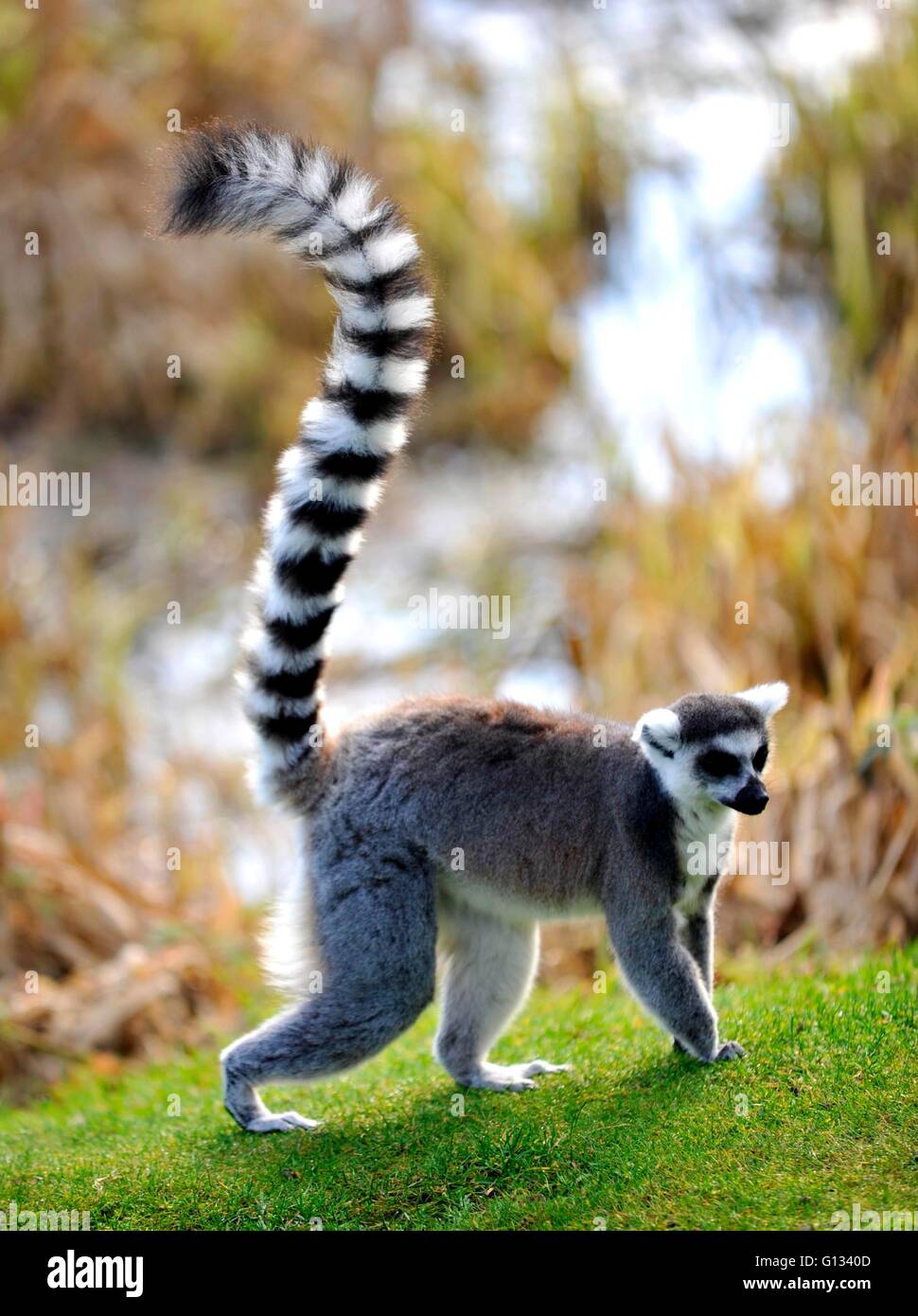 animals at zsl zoos Stock Photo - Alamy