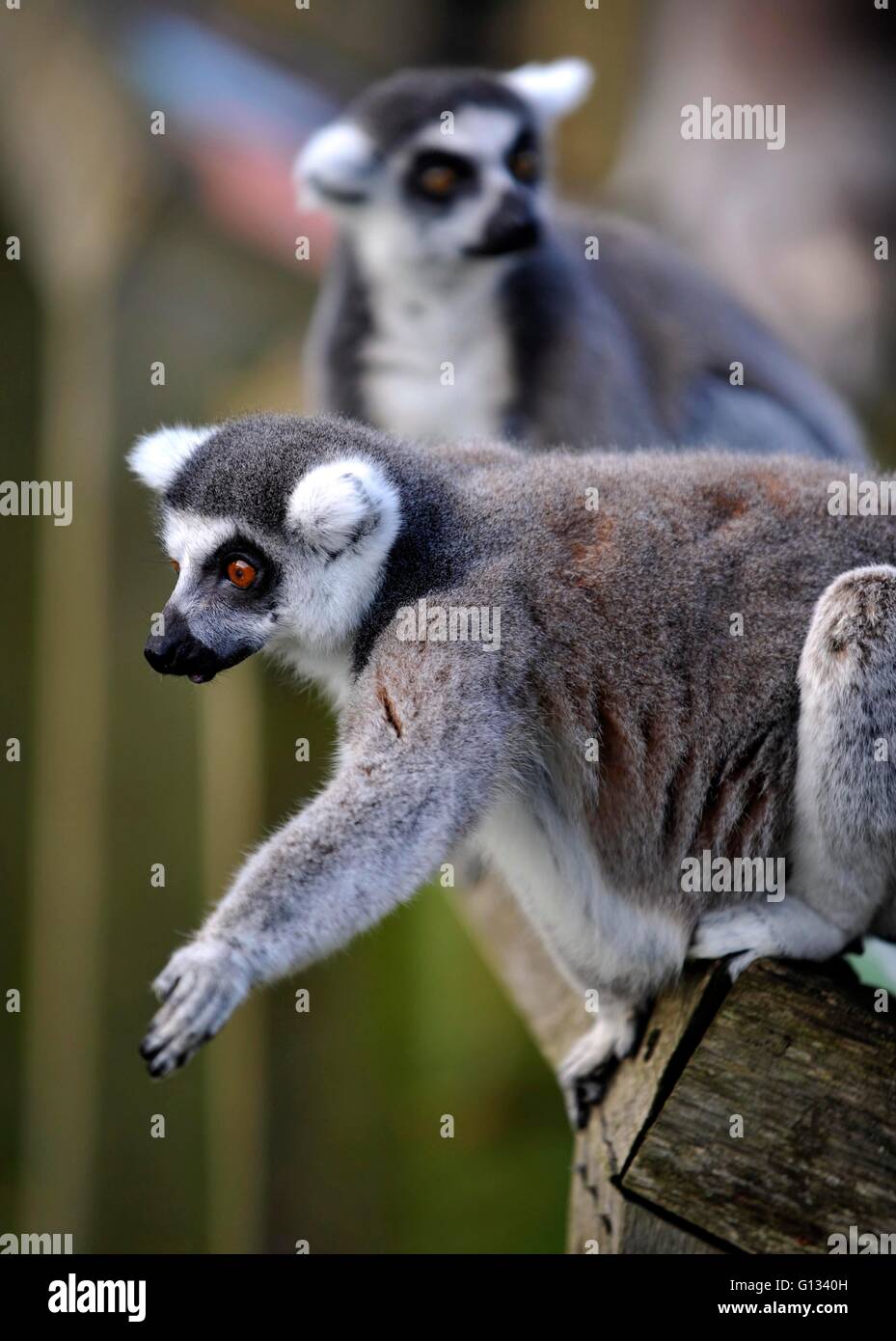 animals at zsl zoos Stock Photo - Alamy