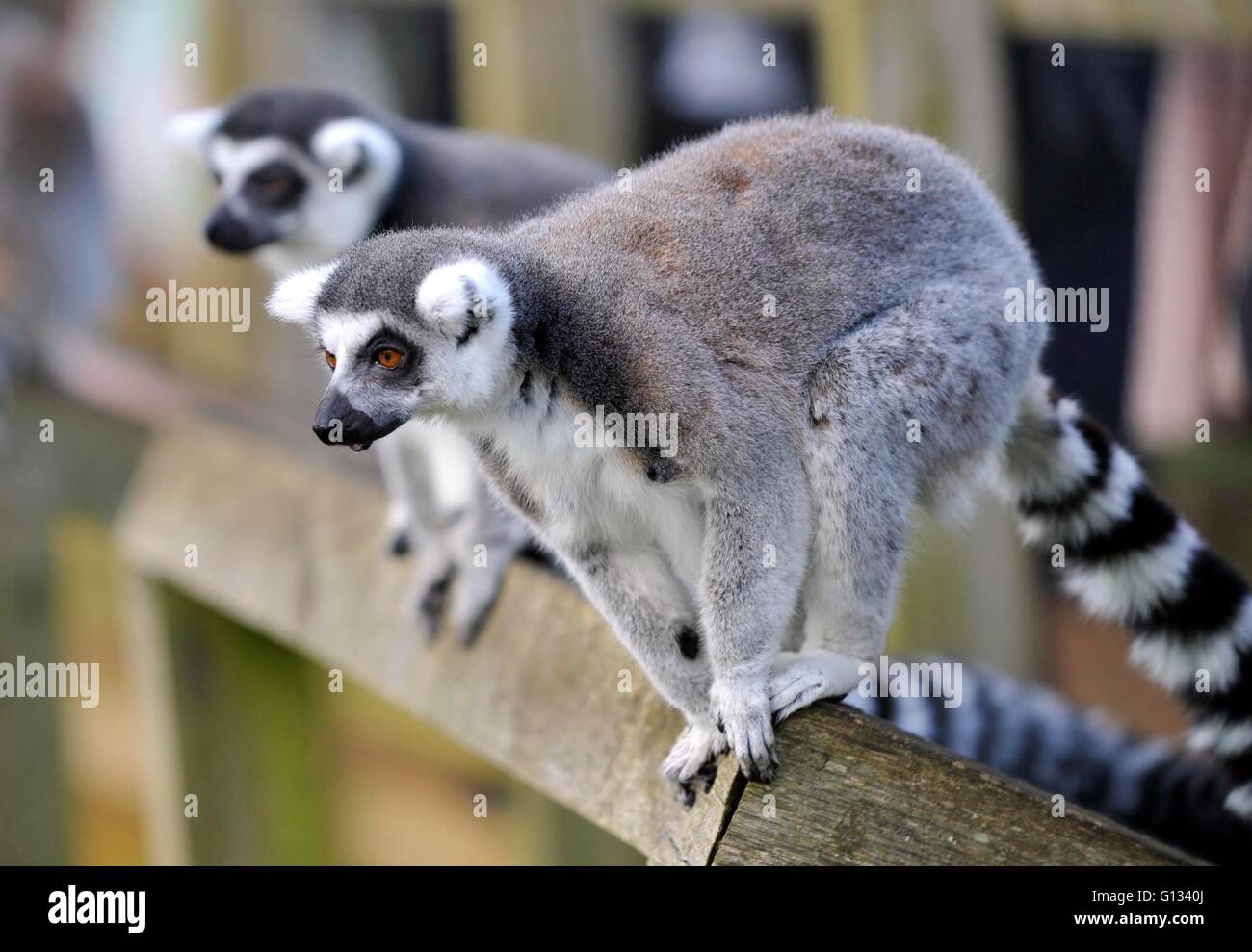 animals at zsl zoos Stock Photo - Alamy