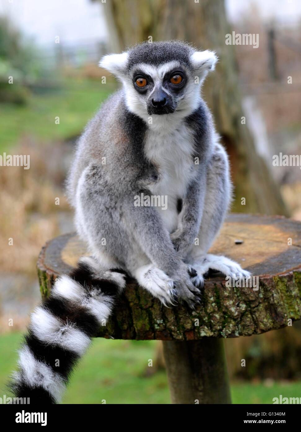 animals at zsl zoos Stock Photo - Alamy