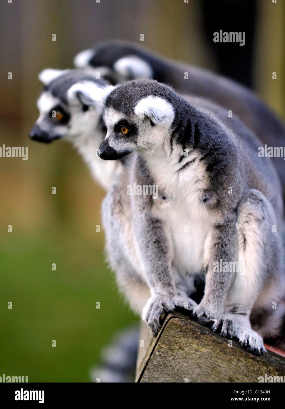 animals at zsl zoos Stock Photo - Alamy