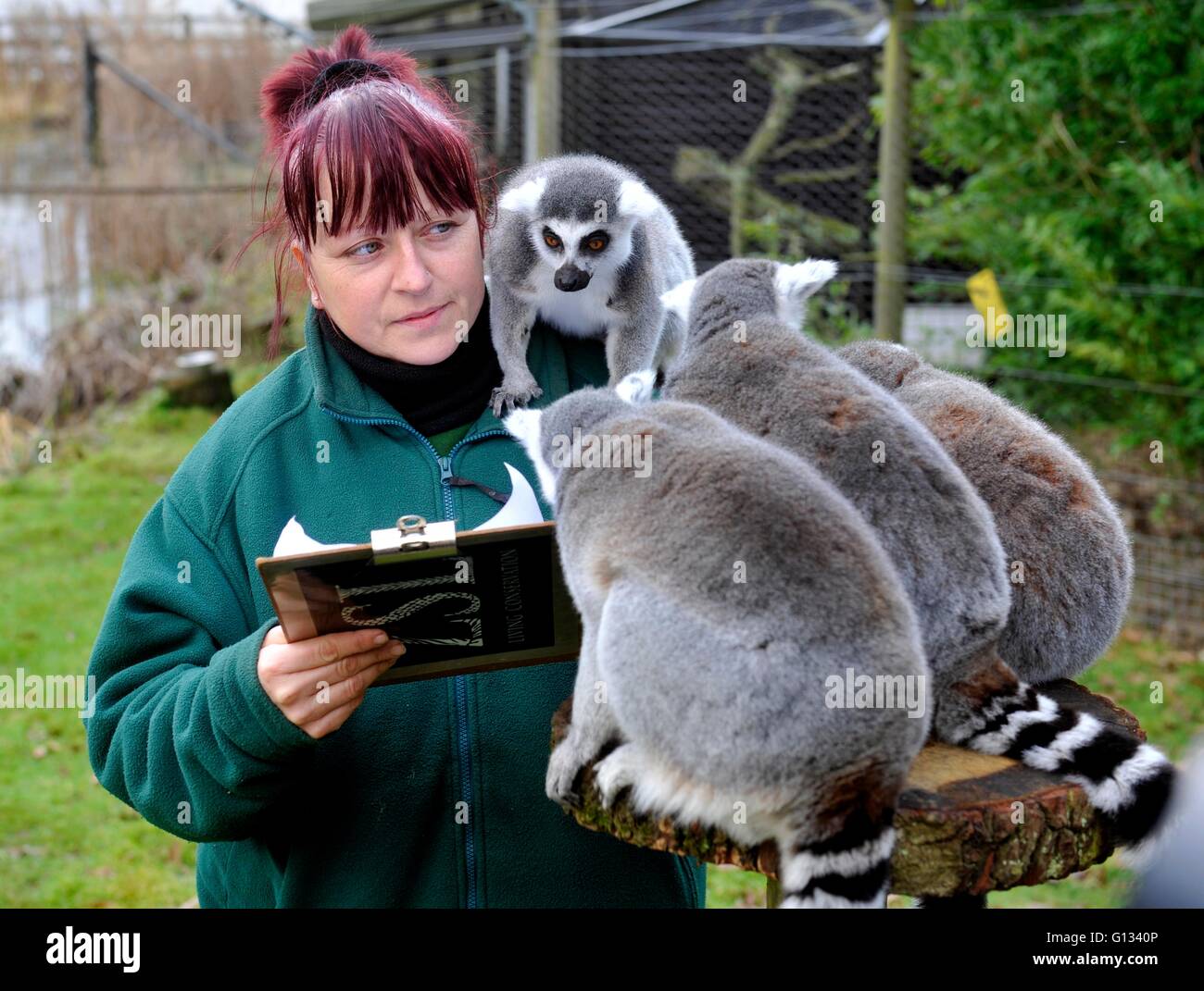 animals at zsl zoos Stock Photo - Alamy