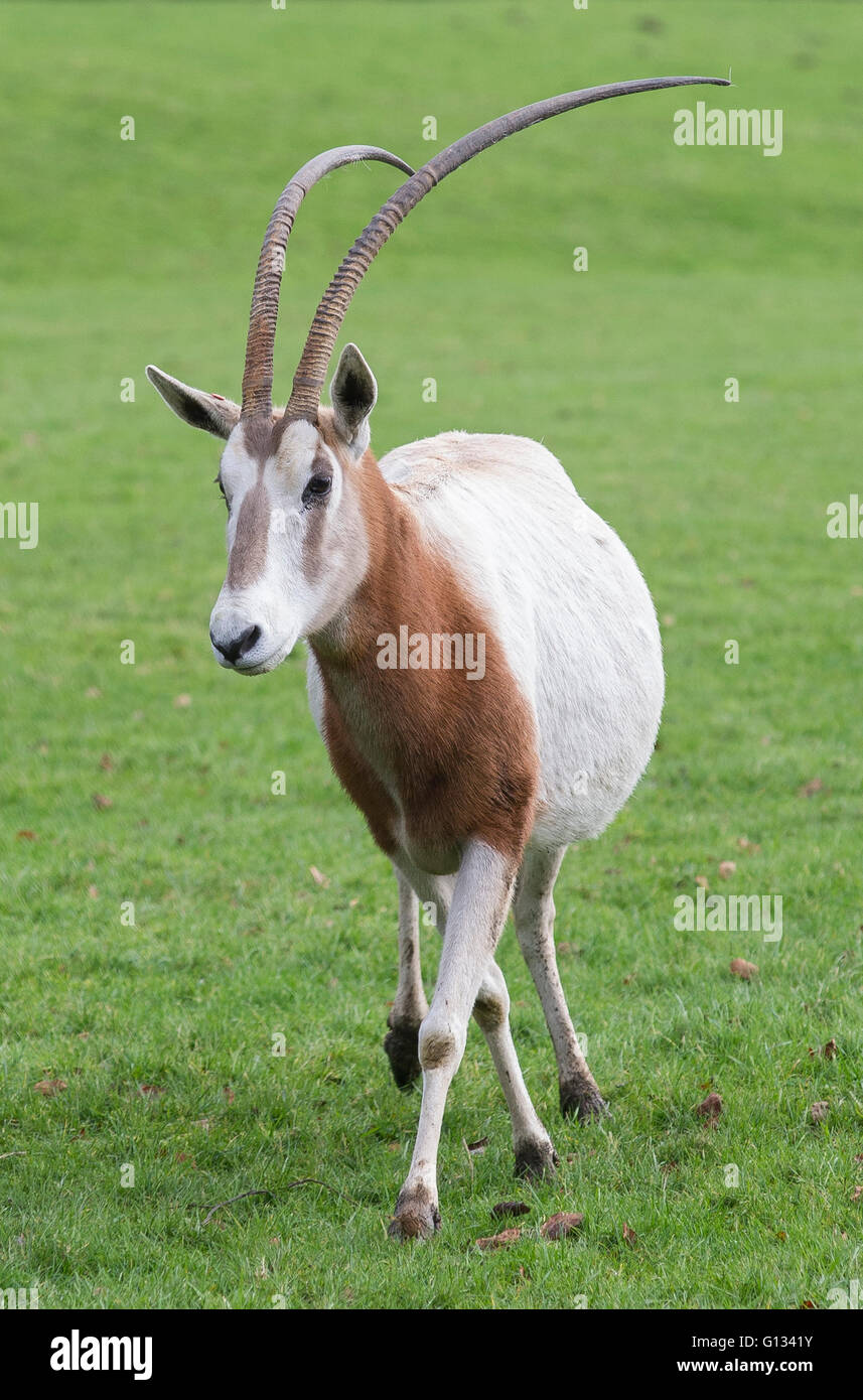 animals at zsl zoos Stock Photo - Alamy