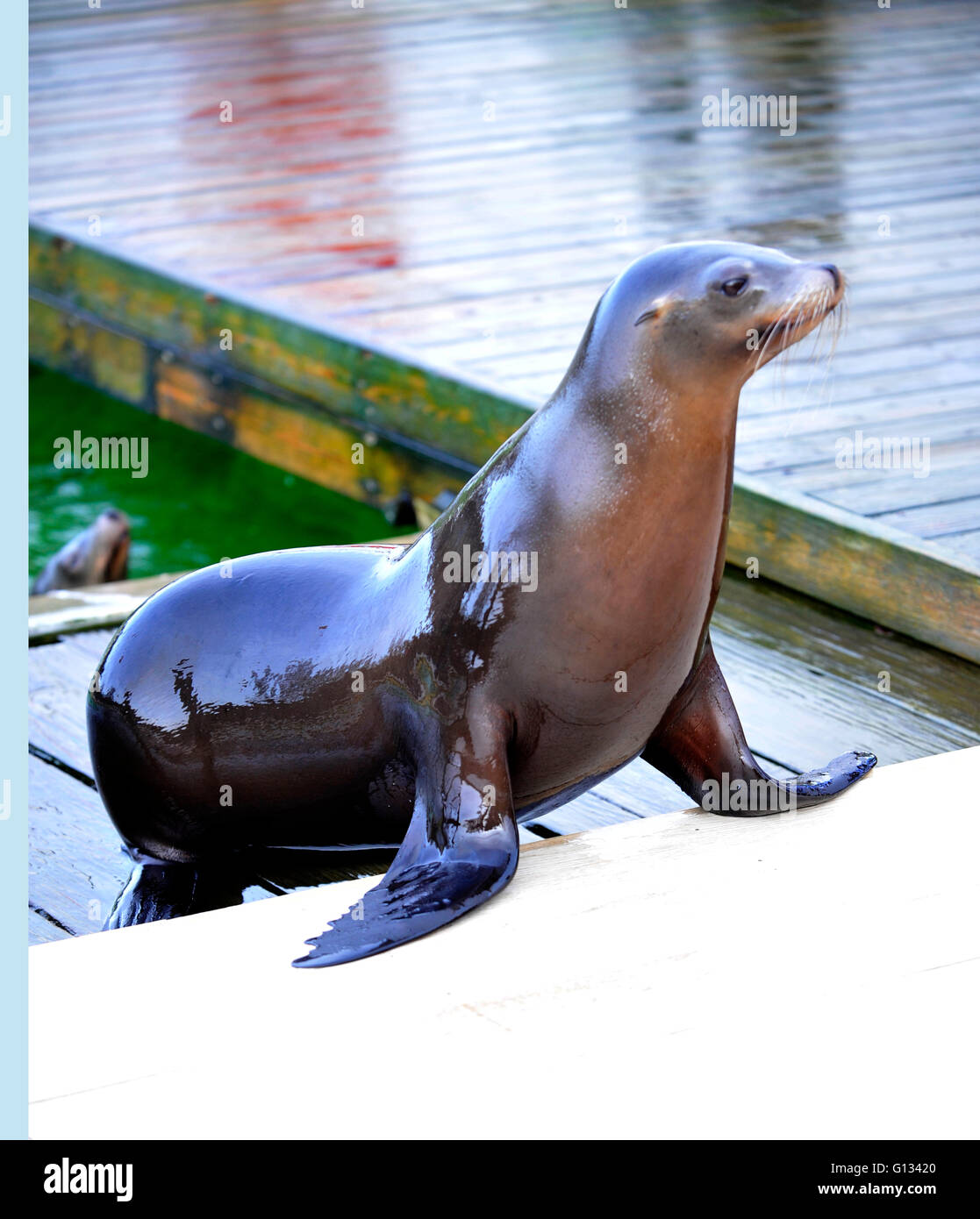 animals at zsl zoos Stock Photo - Alamy