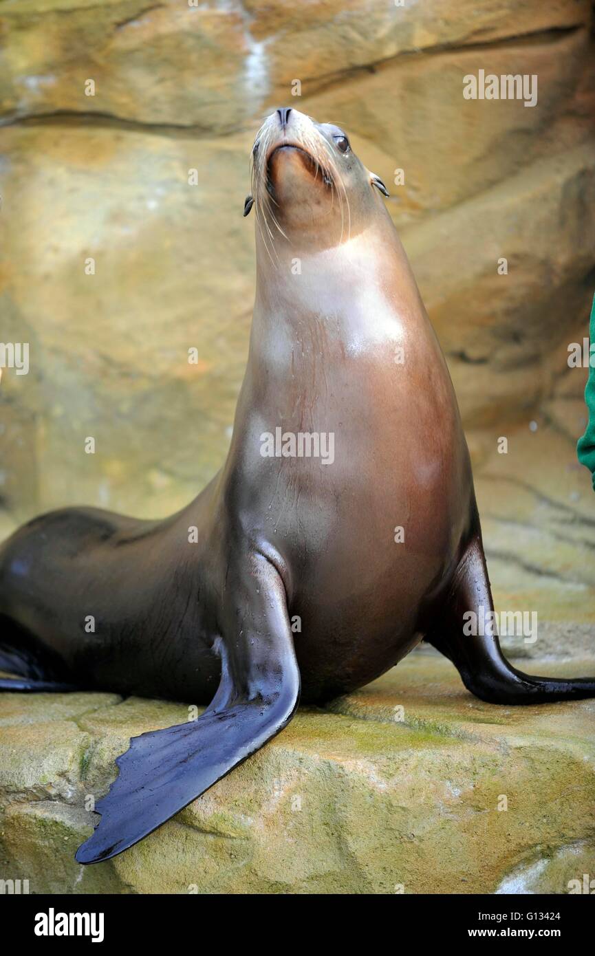 animals at zsl zoos Stock Photo - Alamy