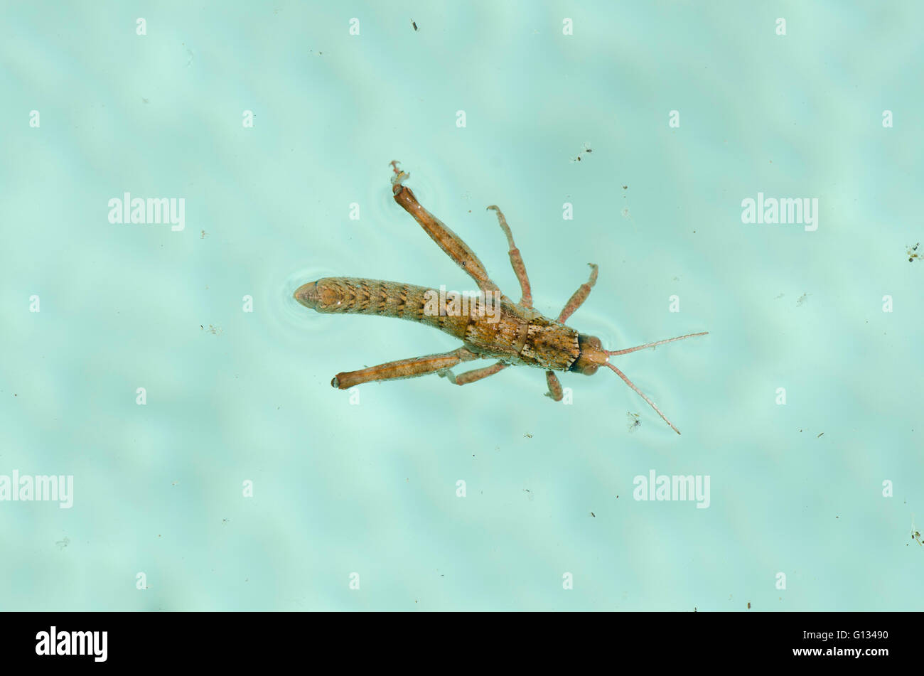 Grasshopper floating in swimming pool. Spain Stock Photo - Alamy