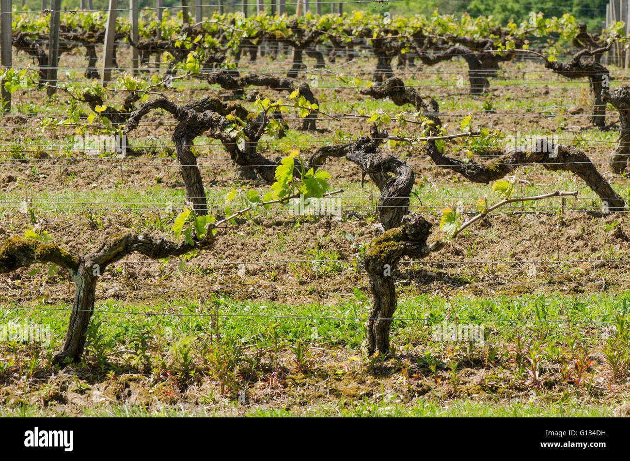 Carignan grape hi-res stock photography and images - Alamy