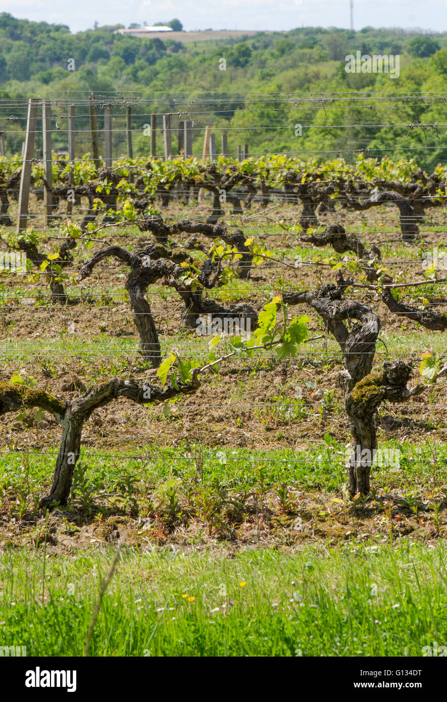 Carignan wine estate hi-res stock photography and images - Alamy