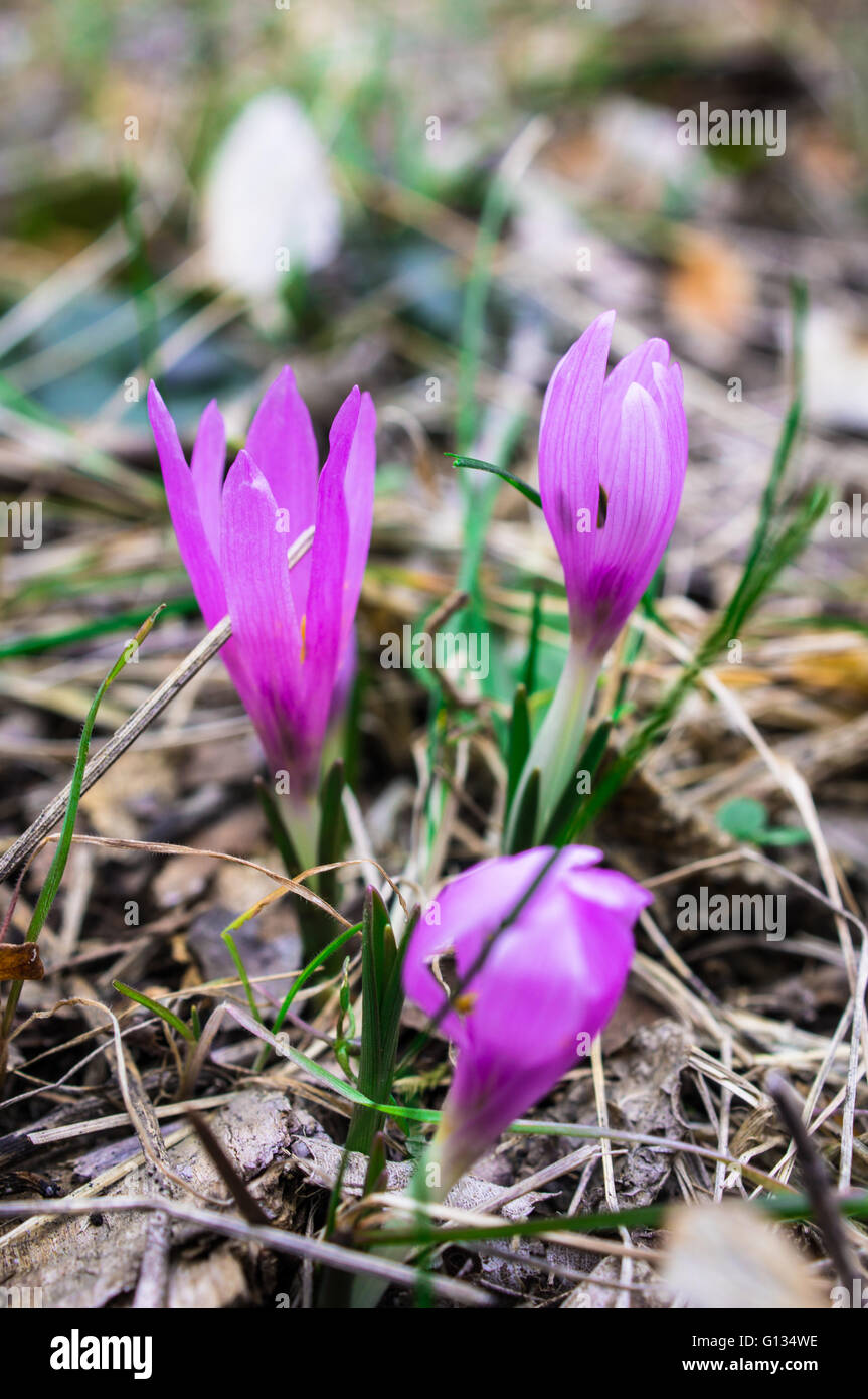 Crocus in the forest hi-res stock photography and images - Alamy