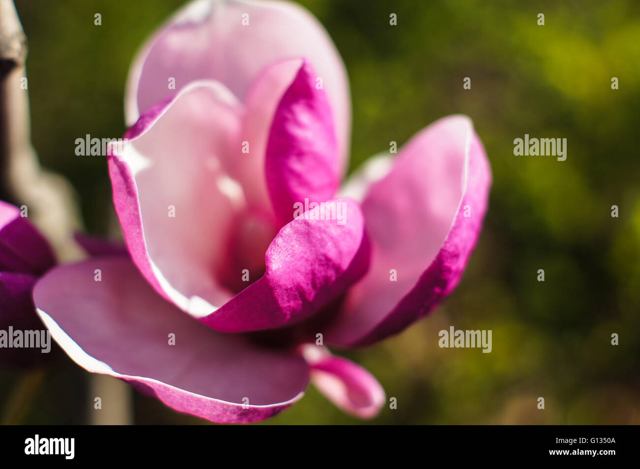 Blossom of magnolia tree in the garden, spring time Stock Photo - Alamy