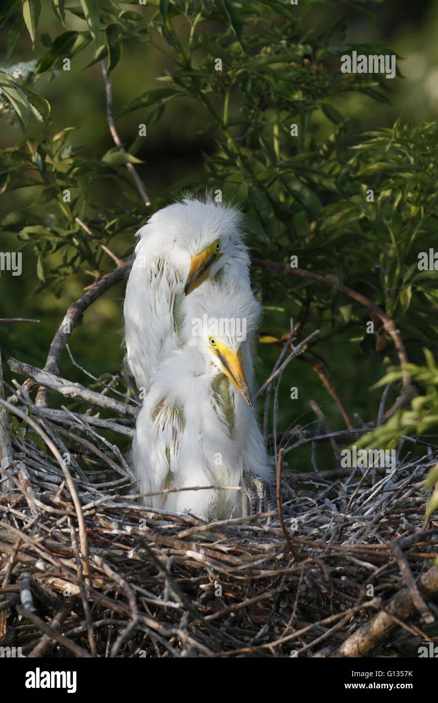 Great Egret chick in the nest Stock Photo - Alamy