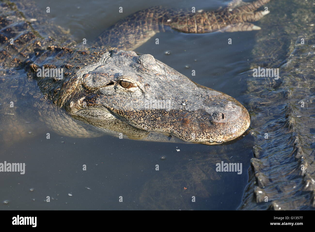 Alligator mating hi-res stock photography and images - Alamy