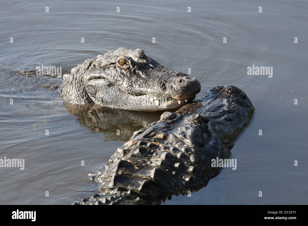 American alligator in courtship, breeding behavior Stock Photo - Alamy