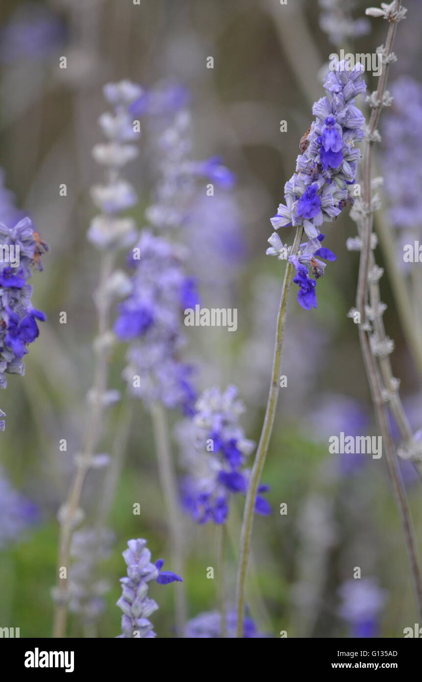 Mealy Blue Sage (Salvia Farinacea) in Bloom at Lady Bird Johnson ...