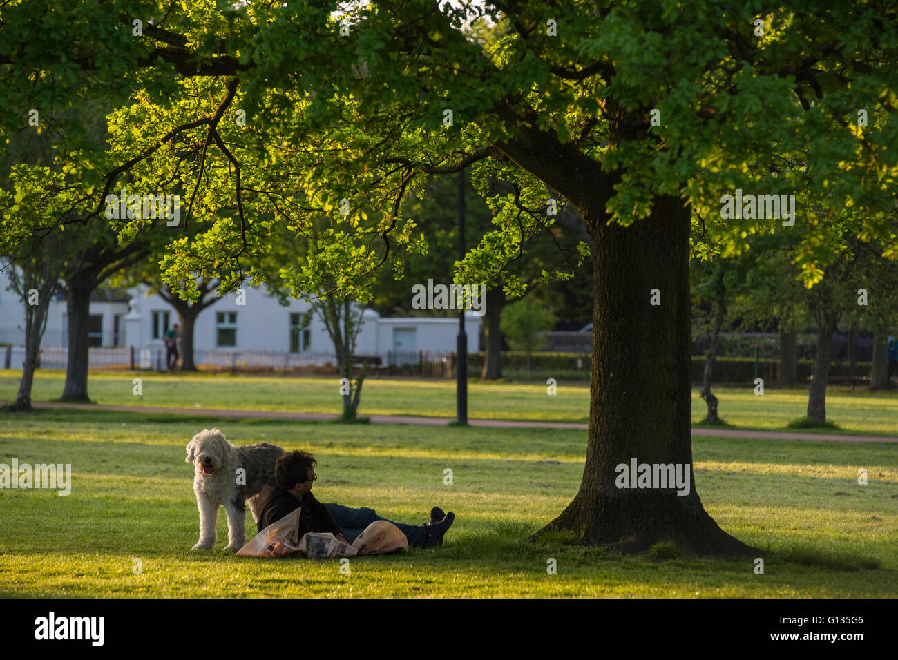 A man lies in the sun with his Old English Sheepdog Stock Photo - Alamy