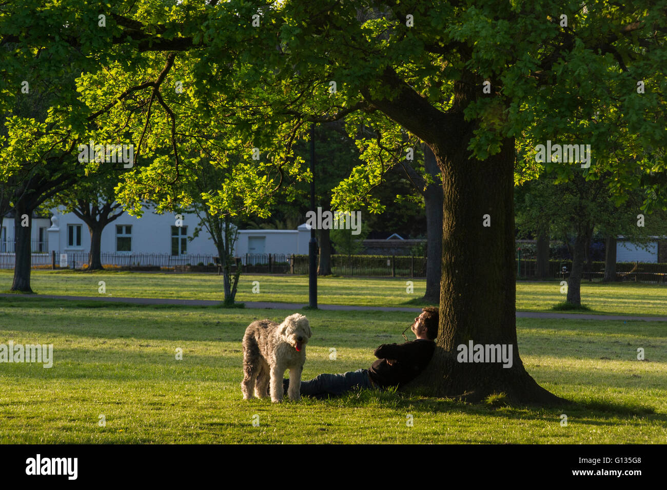 A man lies in the sun with his Old English Sheepdog Stock Photo - Alamy