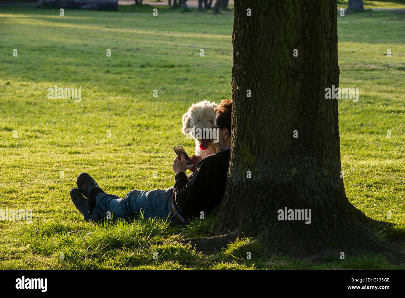 A man lies in the sun with his Old English Sheepdog Stock Photo - Alamy