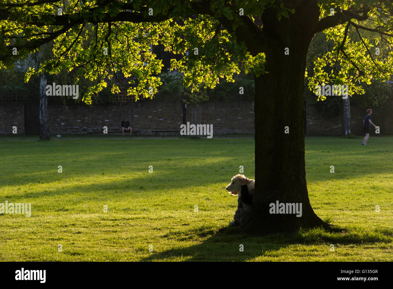 A man lies in the sun with his Old English Sheepdog Stock Photo - Alamy