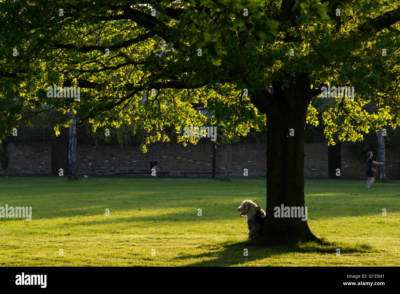 A man lies in the sun with his Old English Sheepdog Stock Photo - Alamy