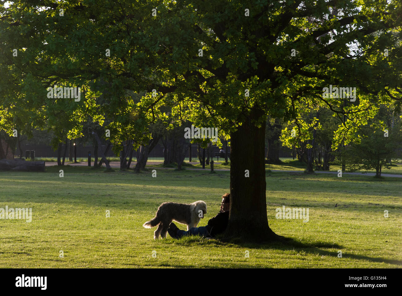 A man lies in the sun with his Old English Sheepdog Stock Photo - Alamy