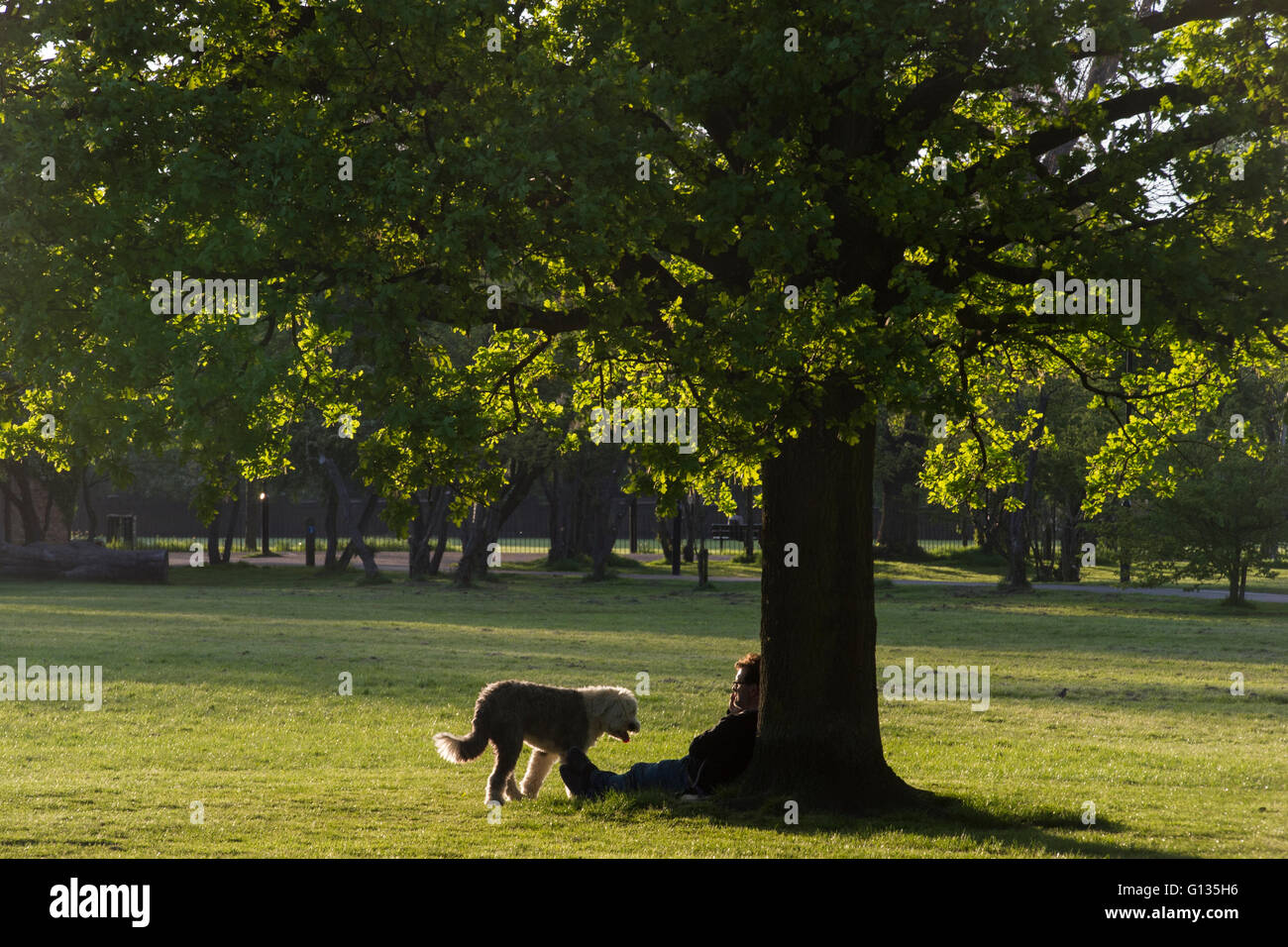 A man lies in the sun with his Old English Sheepdog Stock Photo - Alamy
