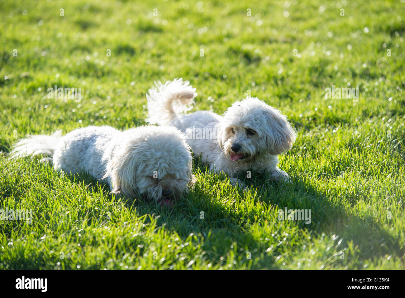 Two small white dogs Stock Photo - Alamy