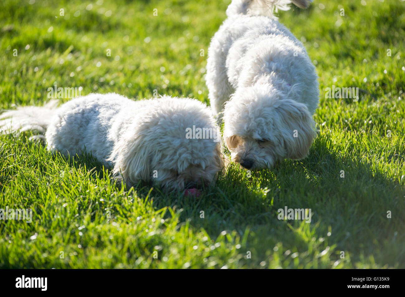 Twin White Dogs High Resolution Stock Photography and Images - Alamy