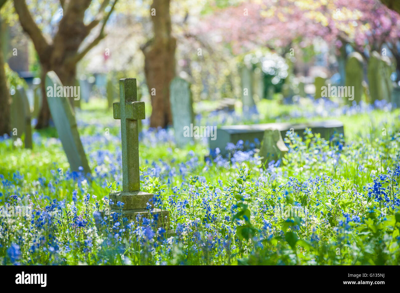 Gravestones and spring flowers hi-res stock photography and images - Alamy