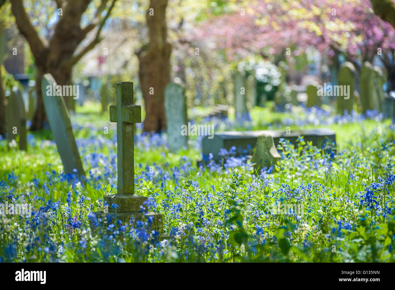 A churchyard in the morning in spring Stock Photo - Alamy