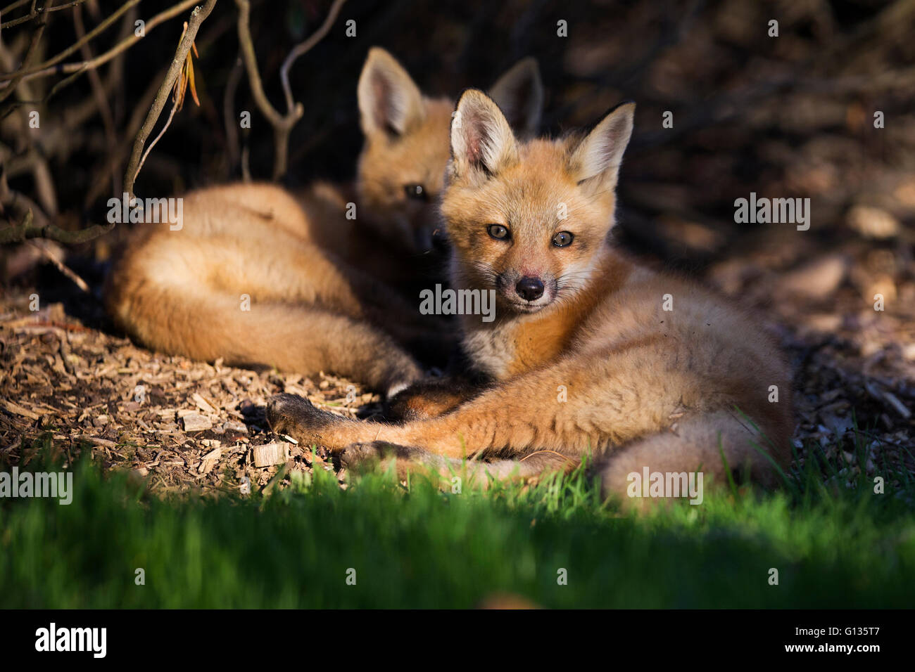 Red fox family in spring Stock Photo - Alamy