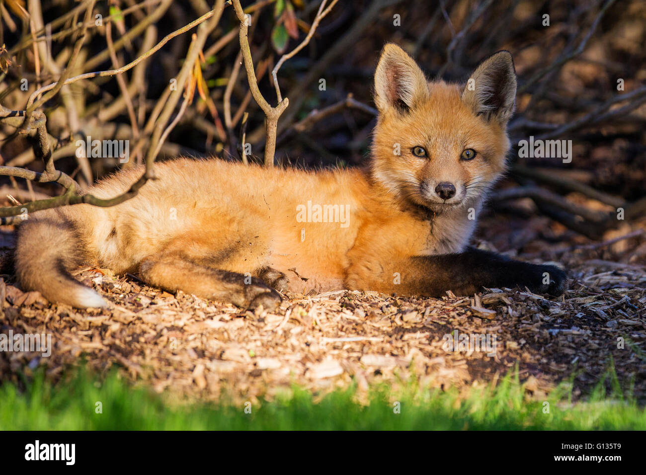Red fox family in spring Stock Photo - Alamy