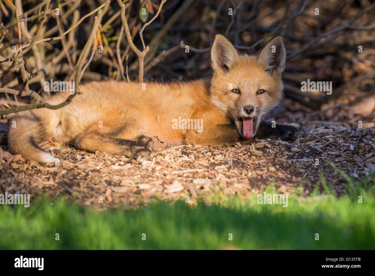 Red Fox Pups Playing Vulpes Stock Photos & Red Fox Pups Playing Vulpes ...