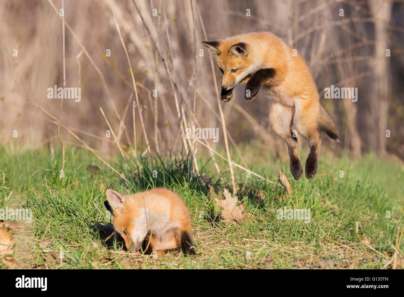 Red fox family in spring Stock Photo - Alamy