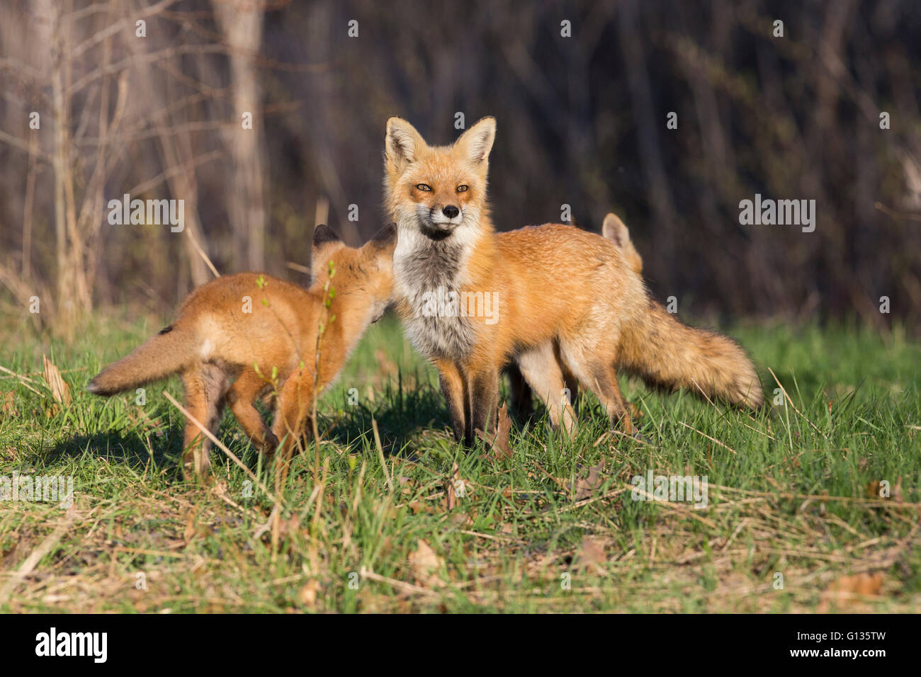 Red fox family in spring Stock Photo - Alamy