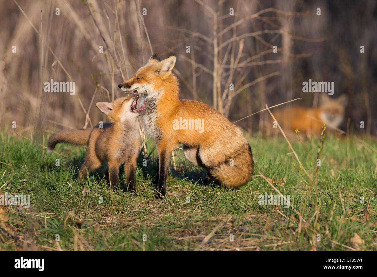 Red fox family in spring Stock Photo - Alamy