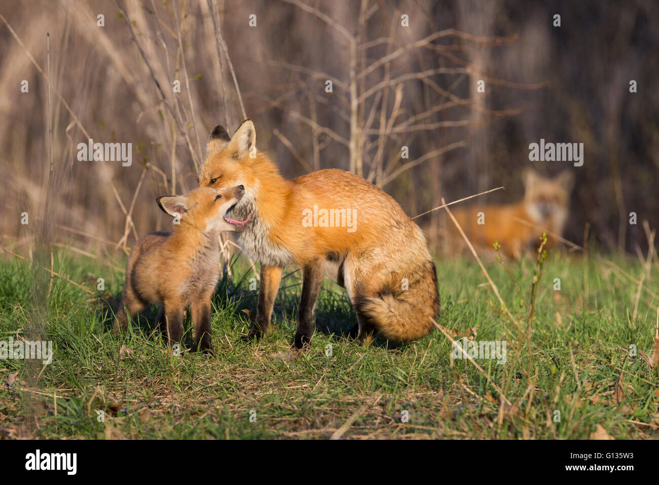 Red fox family in spring Stock Photo - Alamy