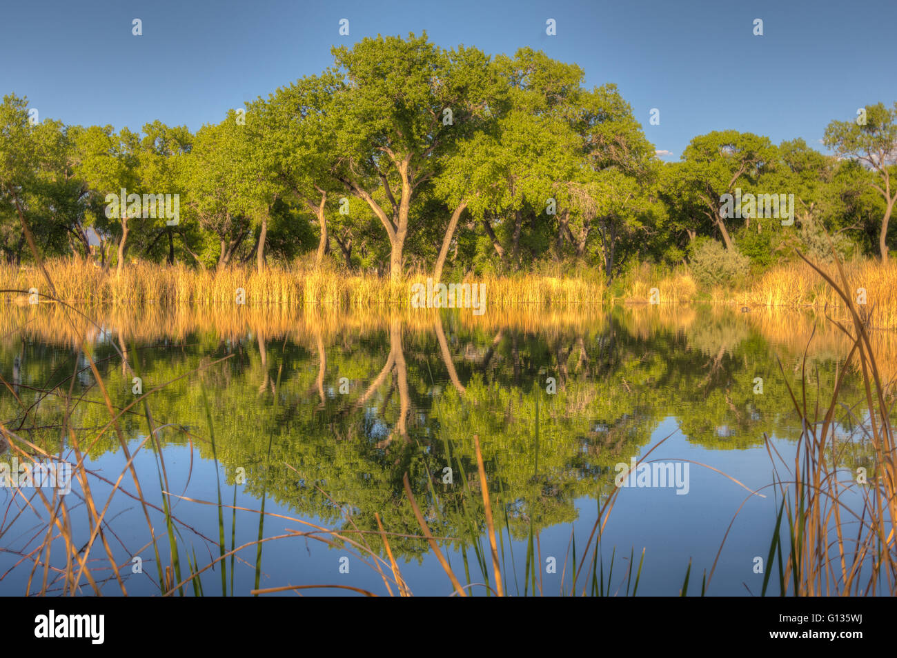 Wildlife Management Pond at Tingley Beach, Albuquerque, New Mexico, USA ...