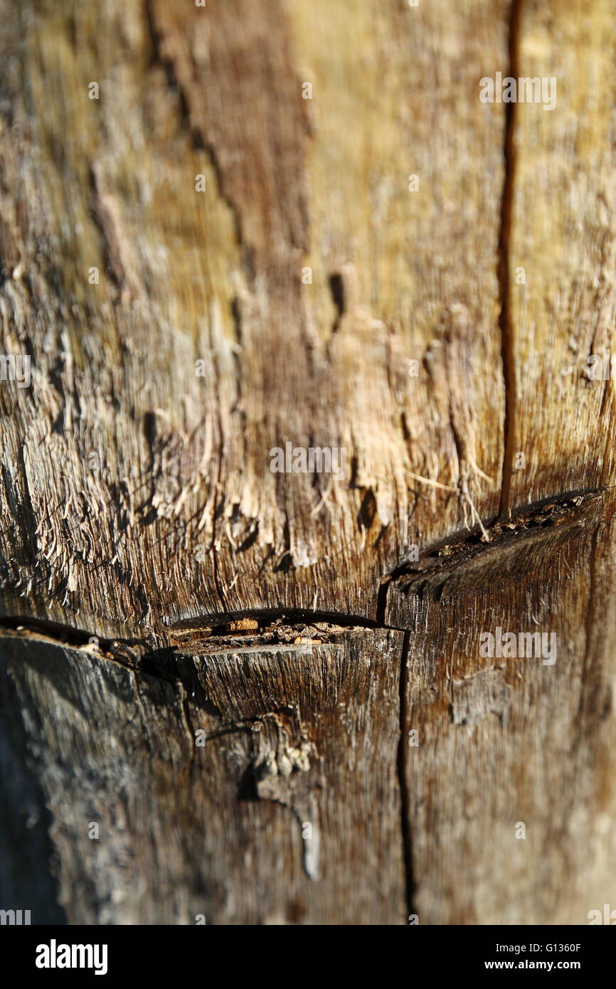 Axe marks on a tree that has been poisoned as part of land clearing ...