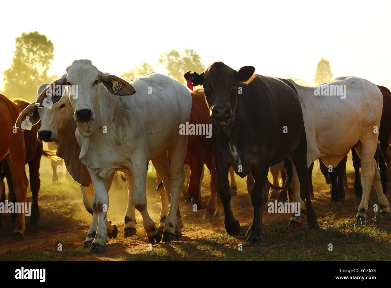 Many beef brahman crossbreed agriculture hi-res stock photography and ...