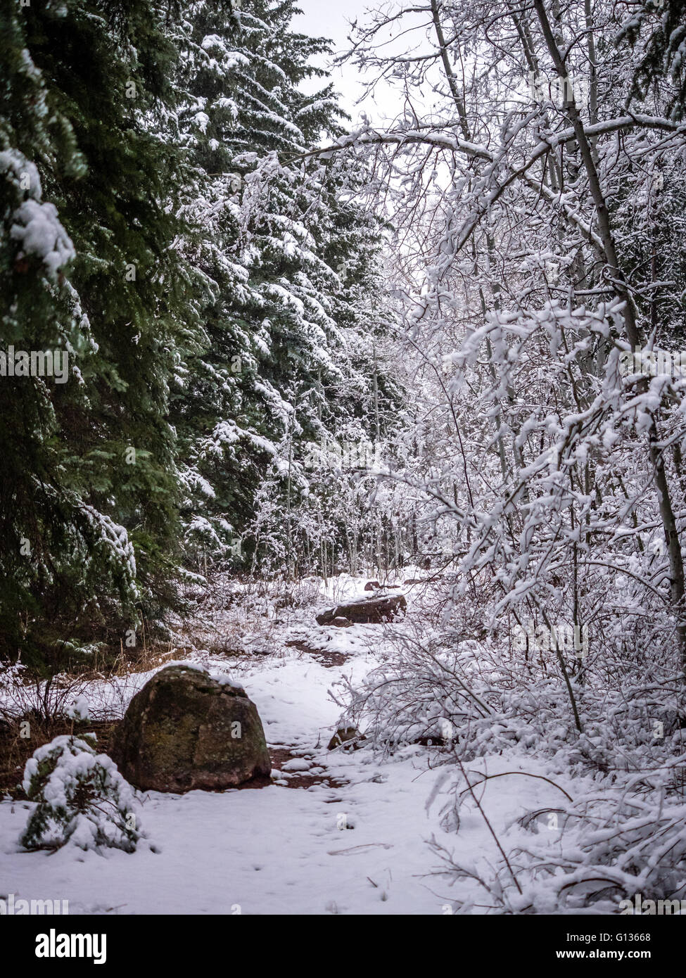 Deciduous and evergreen trees hi-res stock photography and images - Alamy