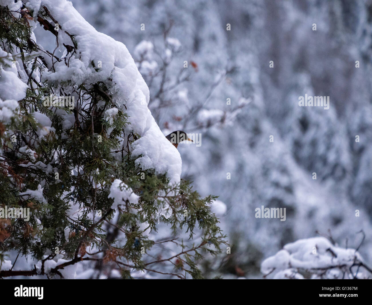 Robin peeking hi-res stock photography and images - Alamy