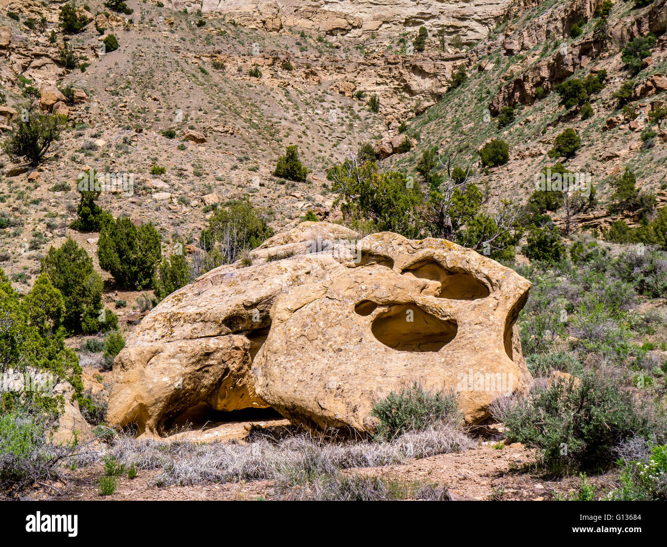 Large Juniper High Resolution Stock Photography and Images - Alamy