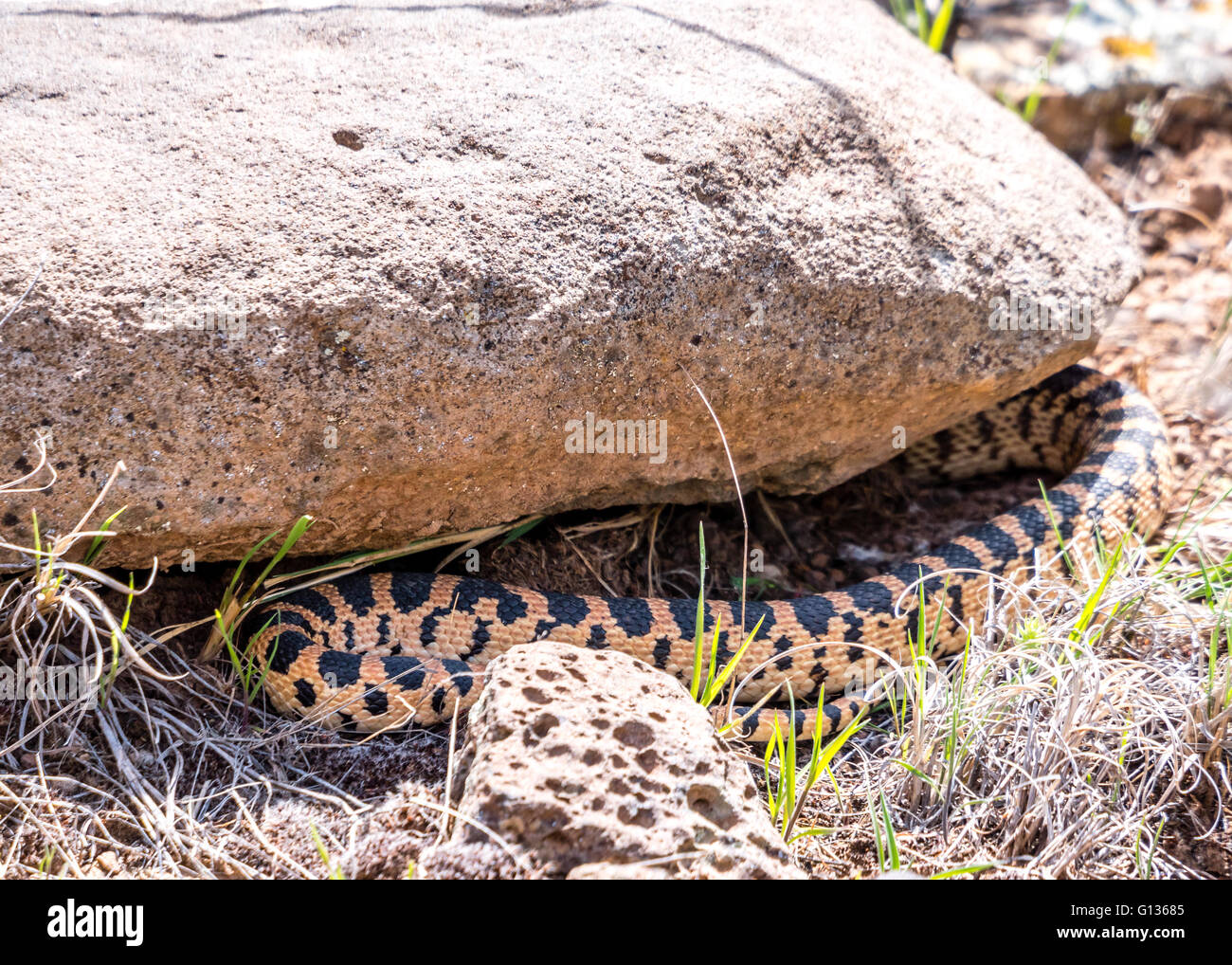 Bull snake hi-res stock photography and images - Alamy