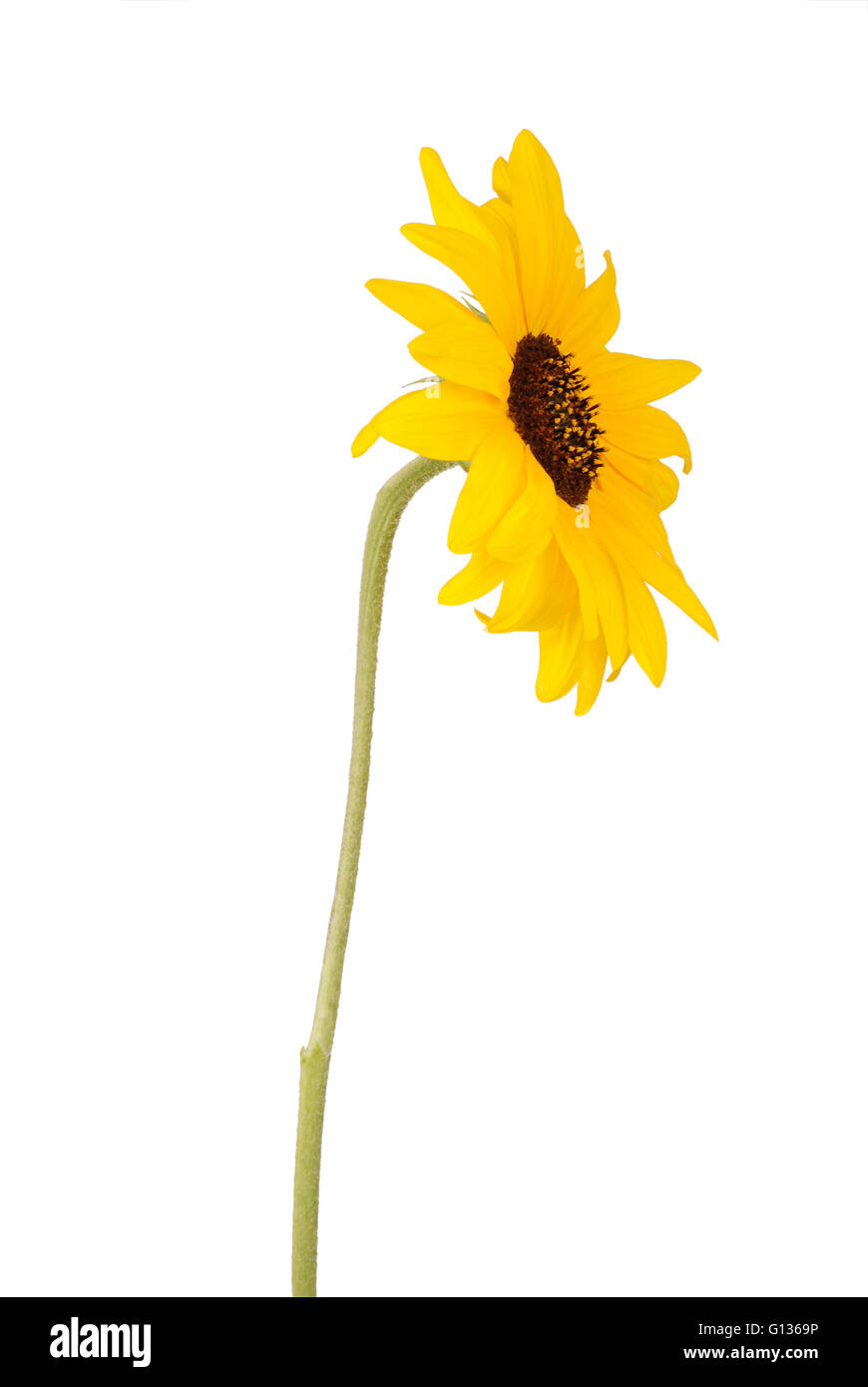 Beautiful sunflower rotated 75 degrees to the right isolated on white ...