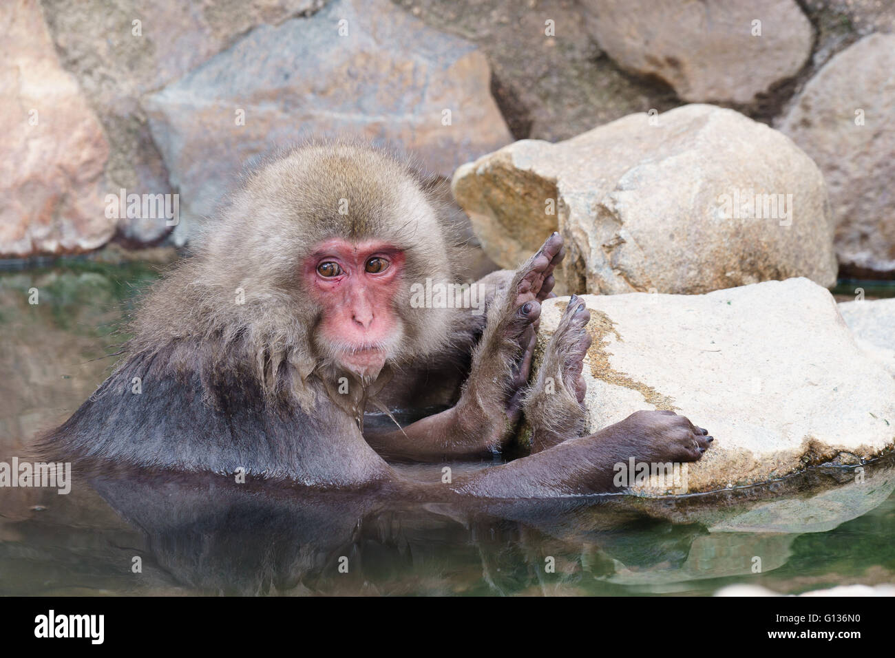 Japanese macaque bathing in hot springs, Nagano, Japan Stock Photo - Alamy