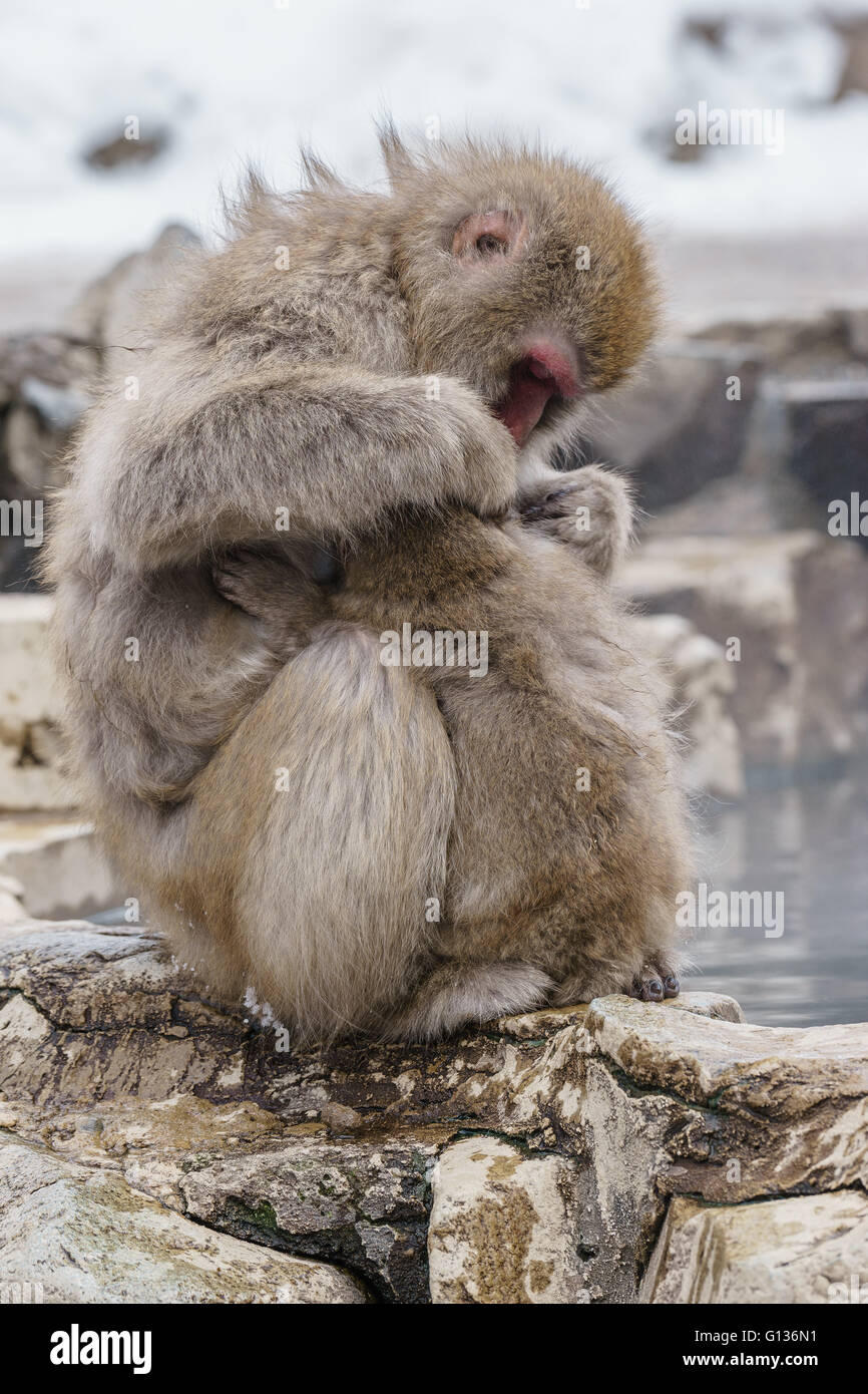 Japanese macaque bathing in hot springs, Nagano, Japan Stock Photo - Alamy