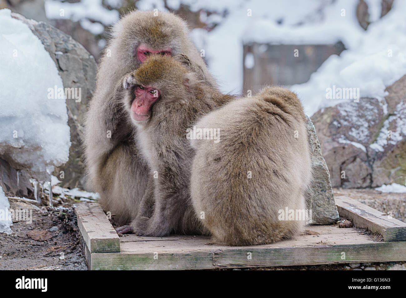 Japanese macaque bathing in hot springs, Nagano, Japan Stock Photo - Alamy