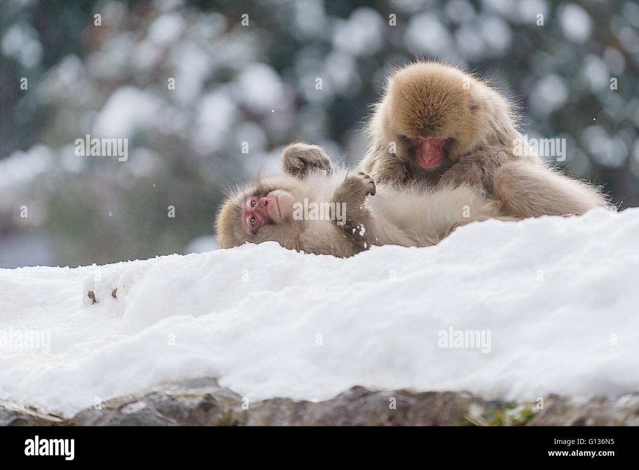 Japanese macaque bathing in hot springs, Nagano, Japan Stock Photo - Alamy