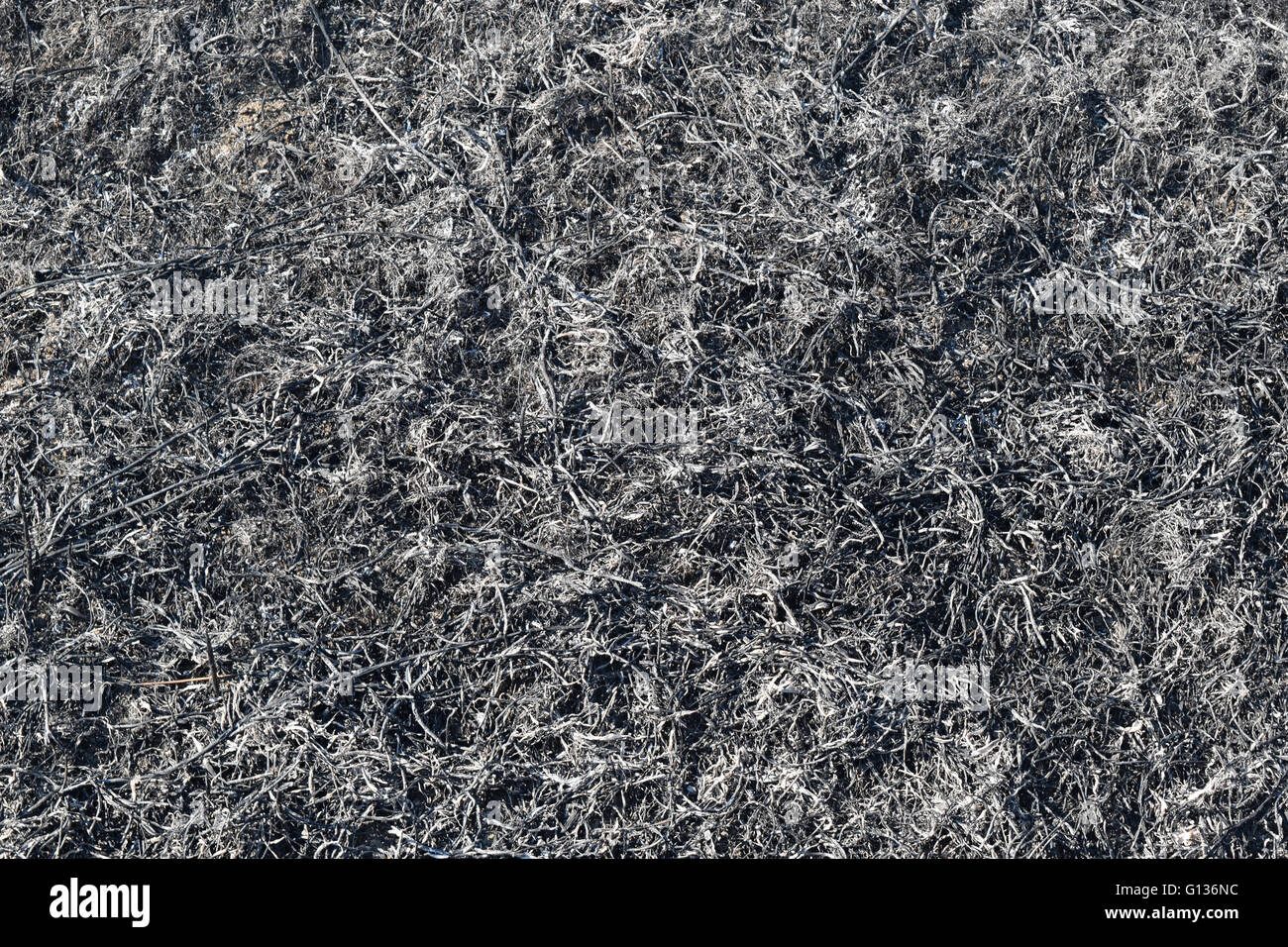 Burned black yellow grass texture hi-res stock photography and images ...