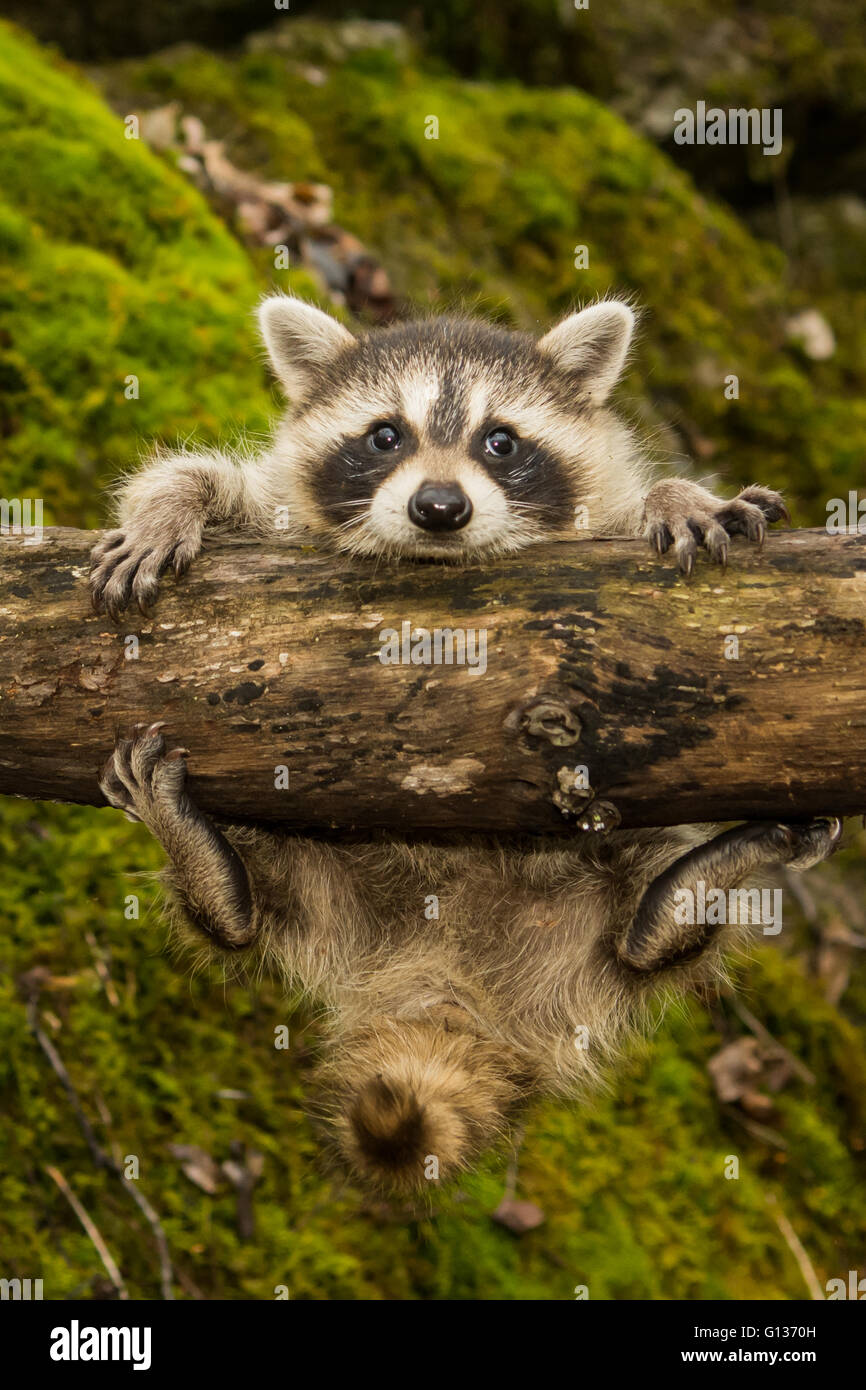 Baby Raccoon learning to climb Stock Photo - Alamy